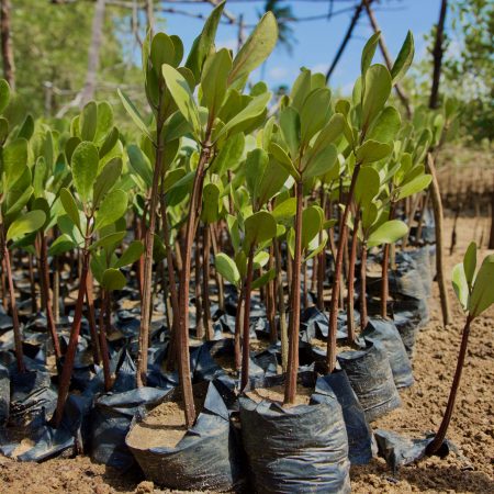 Why mangroves are important - Plant A Mangrove